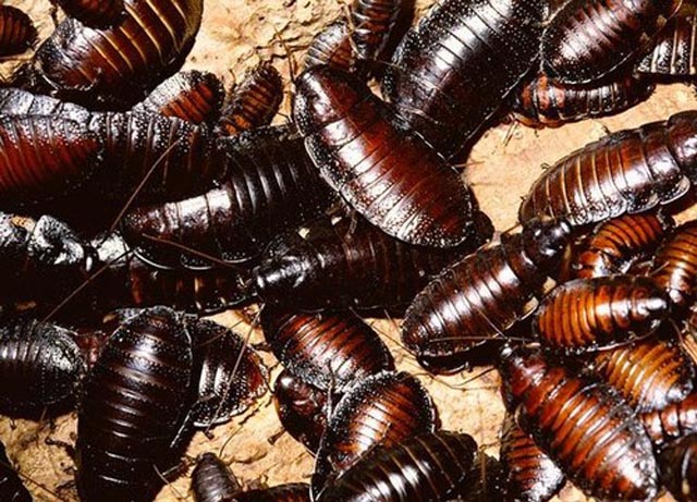 Diário de um dia normal: Medo de inseto - pavor de barata