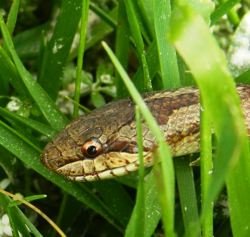 Fauna de Tineo y Salas: Culebras