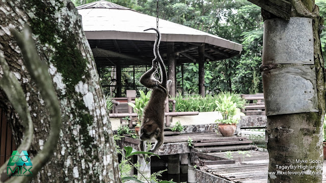 [Travel] Tagaytay Highlands Animal Farm - Blog for Tech & Lifestyle