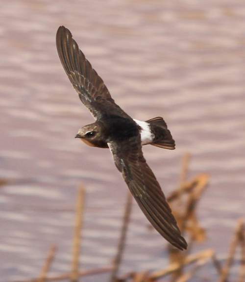 Little swift photos | Birds of India | Bird World