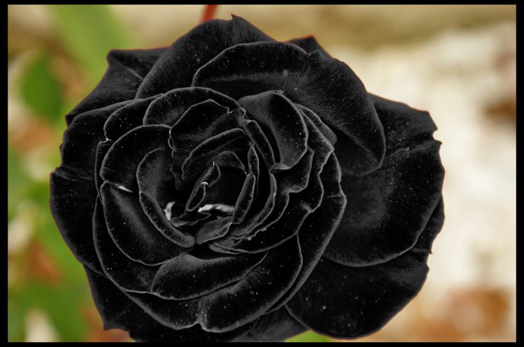 Fale Cara!: As Rosas, suas cores e seus significados.