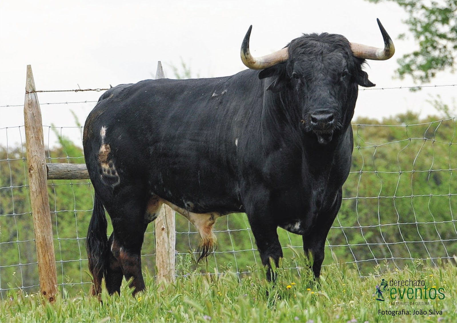 PLANETA DOS TOUROS - Para Aficionados: Touro de José Luis Sommer para a ...