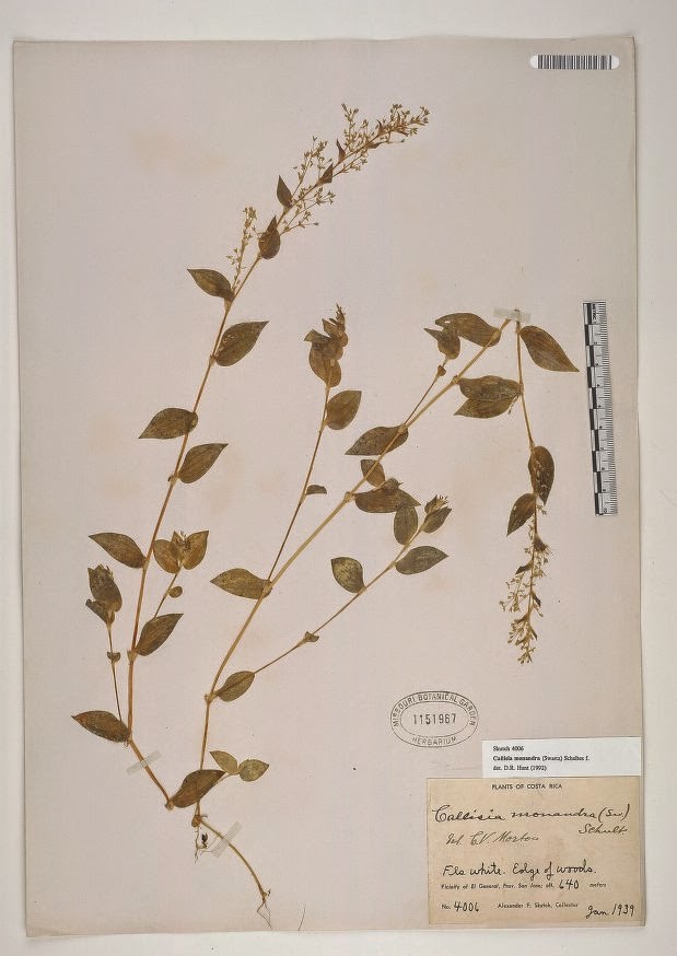 Flora de Puerto Rico Ilustrada Papo Vives: COMMELINACEAE APOPLEIA MONANDRA