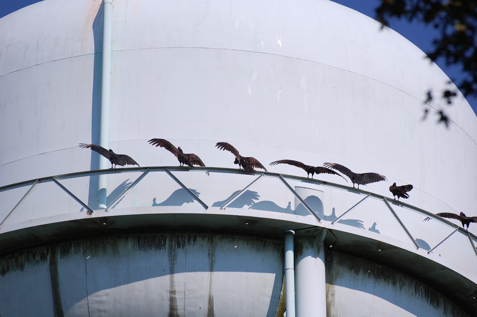 Urban Wildlife Guide: Vulture Shadows