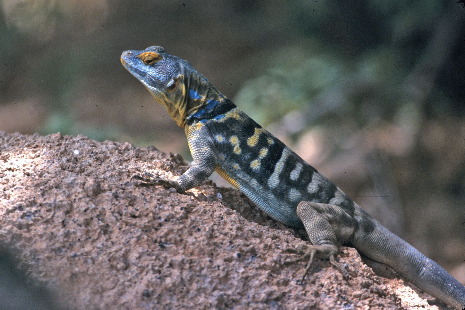 The Azure Gate: Lizards - Part IV + V