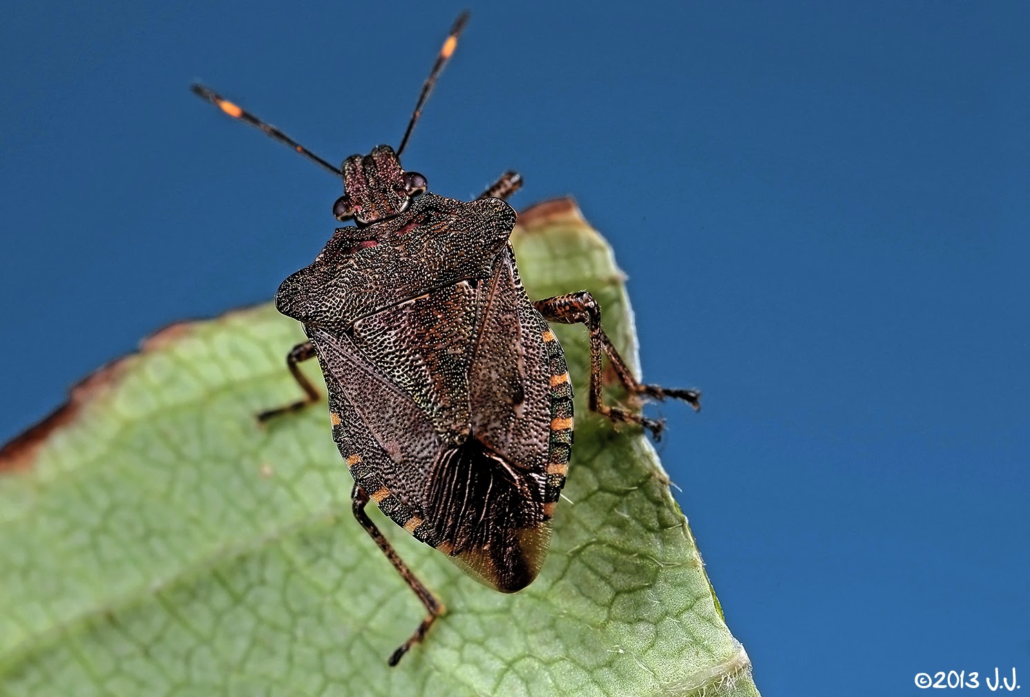 JJ's Photographic nature blog: Flapjack bugs me...