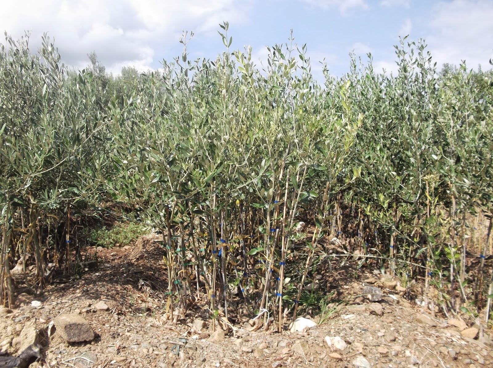 Ελιές και λάδι ελιάς Στερεάς Ελλάδας , Greek olive oil: ΔΙΑΔΙΚΑΣΙΑ ...