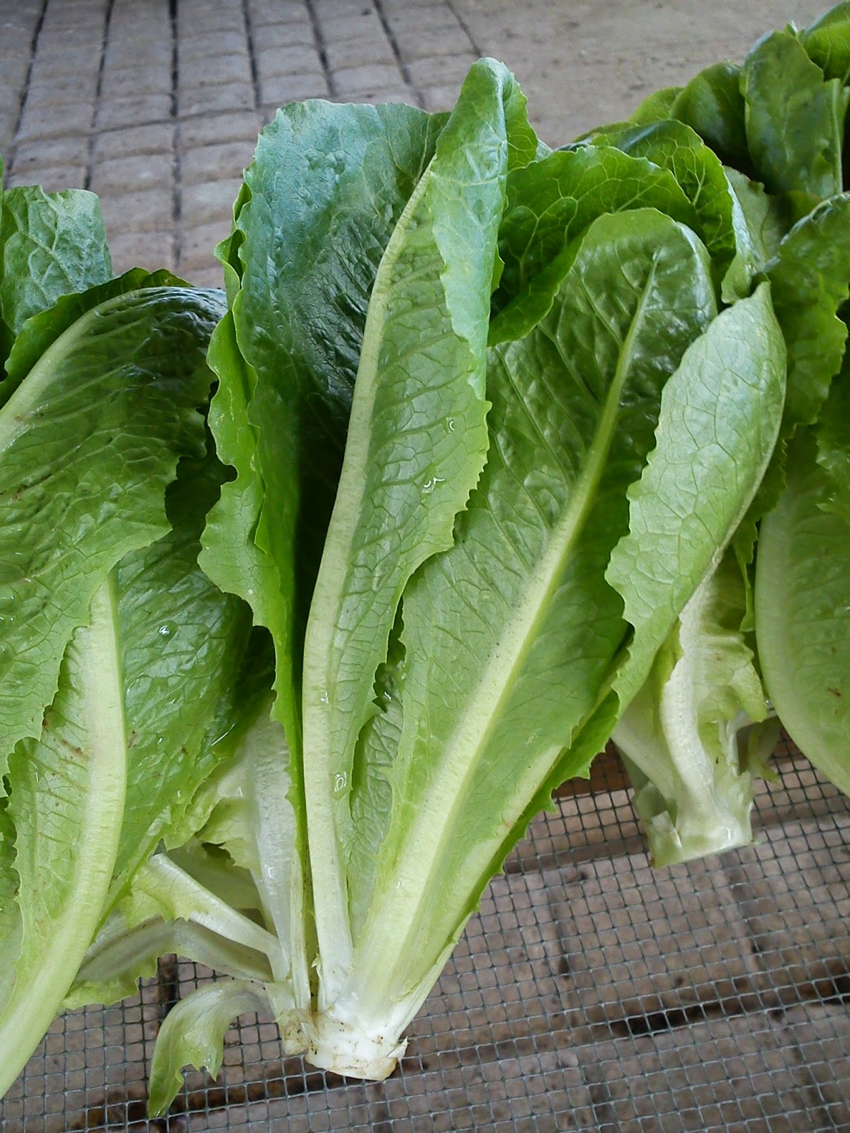 Producción y distribución de Alimentos orgánicos y biodinámicos de ...