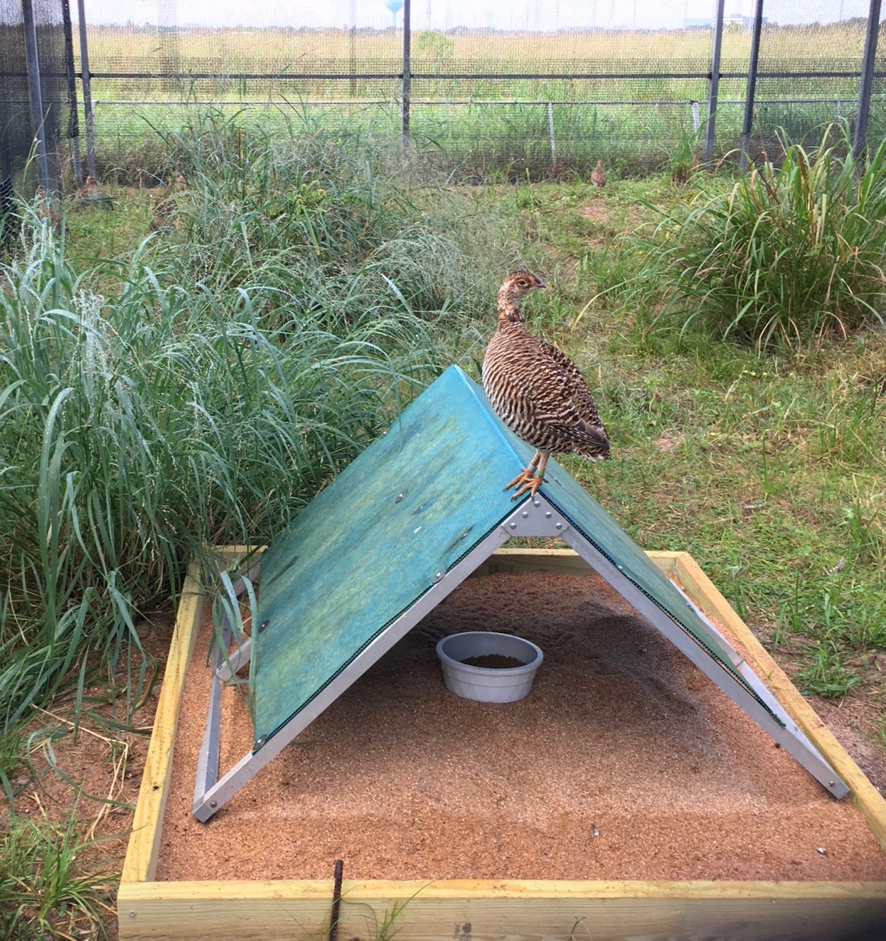 Along Slap Out Gully: Attwater Prairie Chickens after the flood