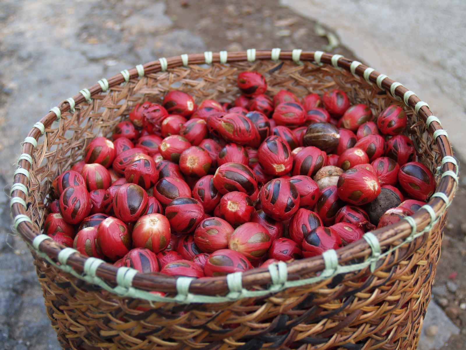 Pala Tanaman Multiguna | Coretan deedu