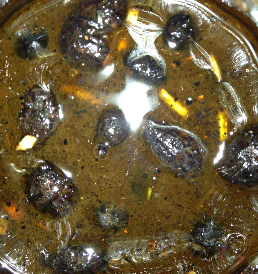 SENSATION THIOURAYE: Thiourayes