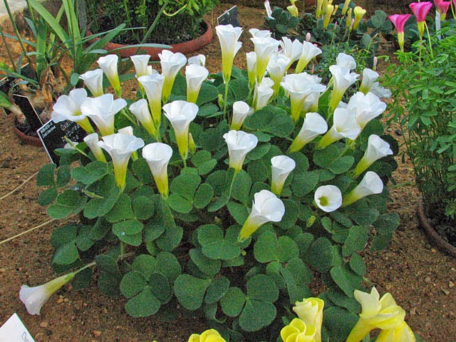 My Wonderful Timez.: Bunga Kupu-kupu aka Oxalis Triangularis (Purple ...