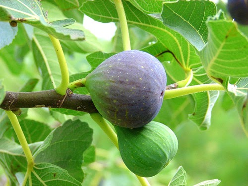 Dermapixel: Fitofotodermatitis: cuando sol y plantas se confabulan