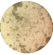 farmakognosi " AMYLUM MIKROSKOPIS ": Amylum Orizae