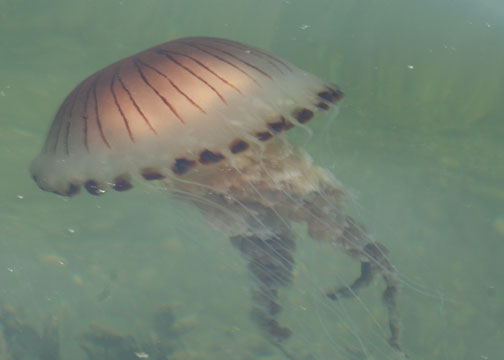 Heysje - I Like It: Top 10 van enge beesten in Nederland en België