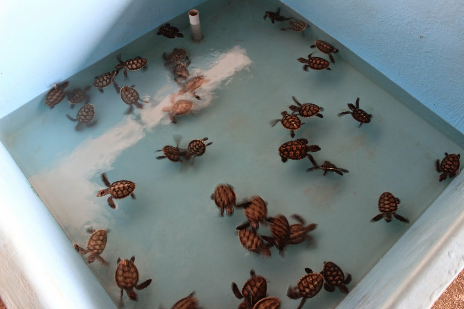 Penangkaran Penyu-Kabupaten Kepulauan Seribu - Direktori Tempat Wisata