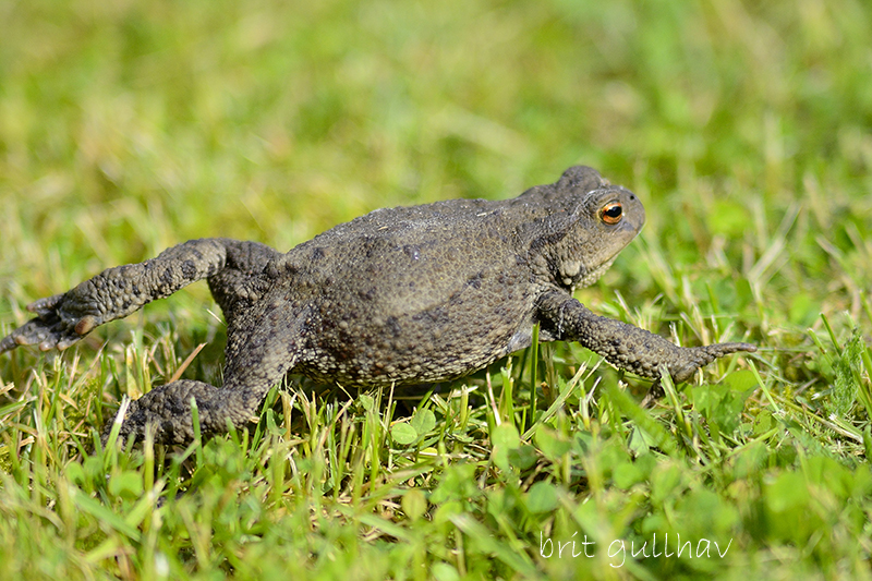 BritsBesteBilder: Padde : Bufo bufo