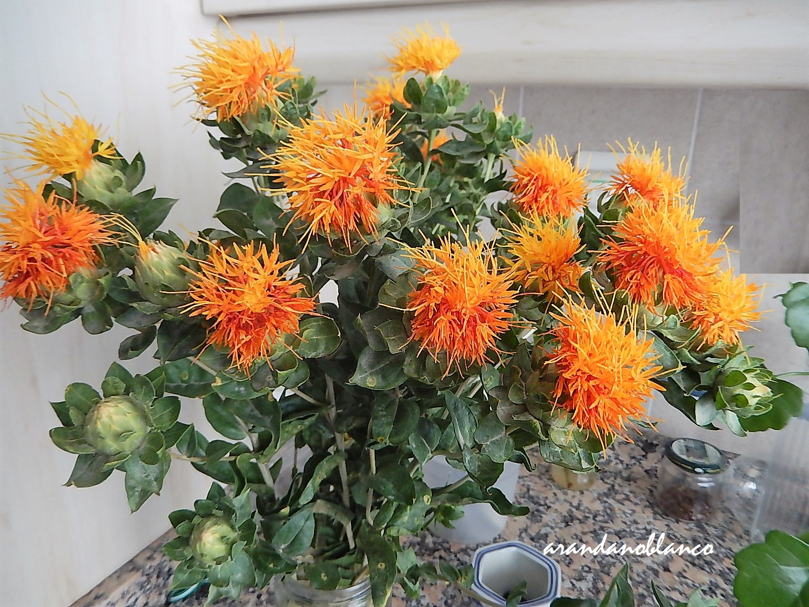 arbustosensevilla-encinarosa: Carthamus tinctorius – Cártamo - Alazor ...