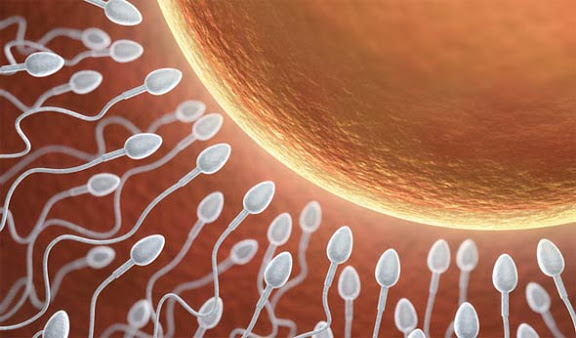 Beco das Garatujas: Dia 14 — Fecundação