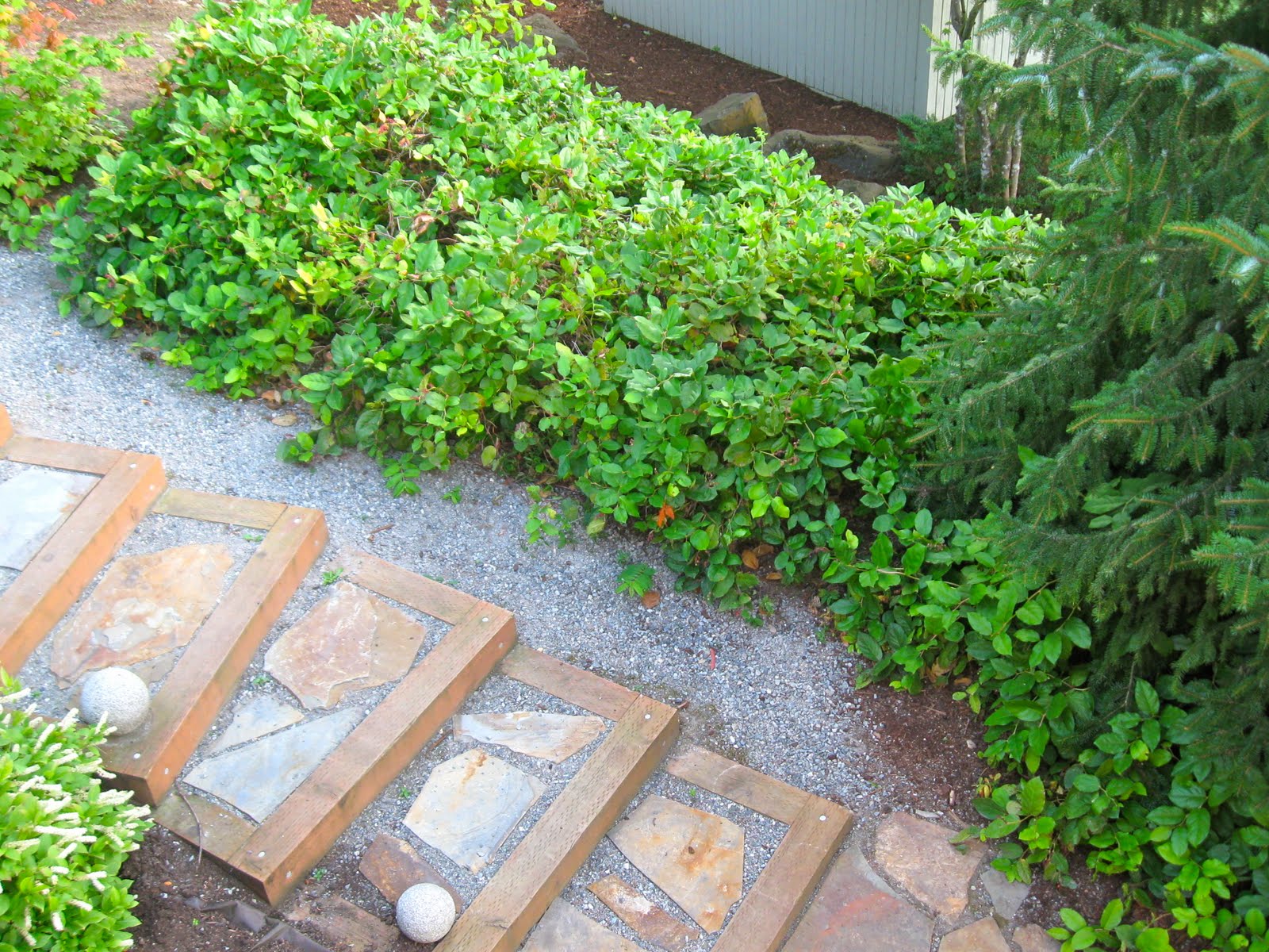 UrbanTerra: The Salal Harvest and What to do With It