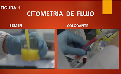 MANUAL DE TECNICAS REPRODUCCION ASISTIDA EN BOVINOS: SEXADO DEL SEMEN