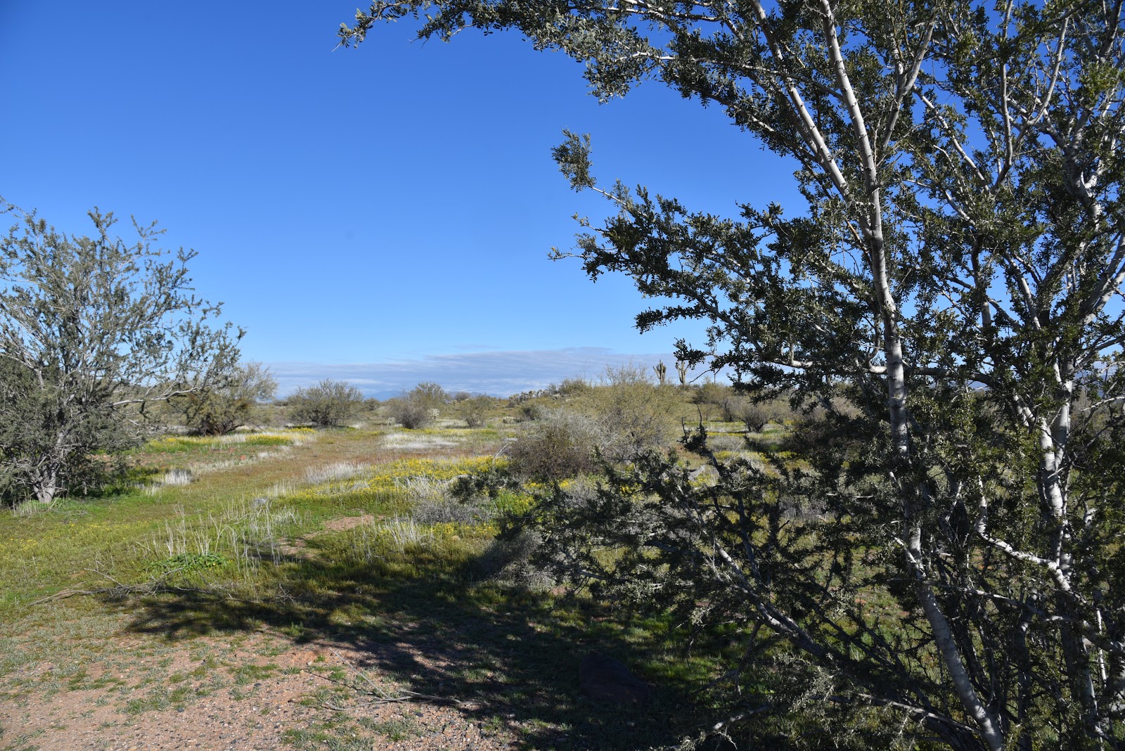 Arizona Hiking: Badger Brawl-Cliff-Walk-Esplanade Loop