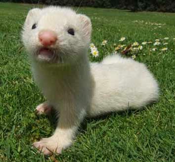 El Huron como mascota, cuidados | De Animales