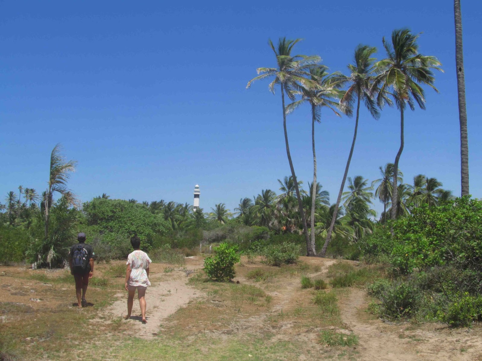 Com a cara, a coragem, a saudade e ...: ... Mandacaru