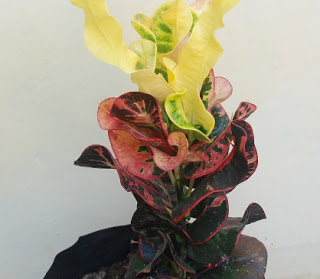 Fadhil Flora's: Pohon Puring