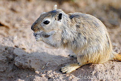Gerbil | Wildlife | The Wildlife