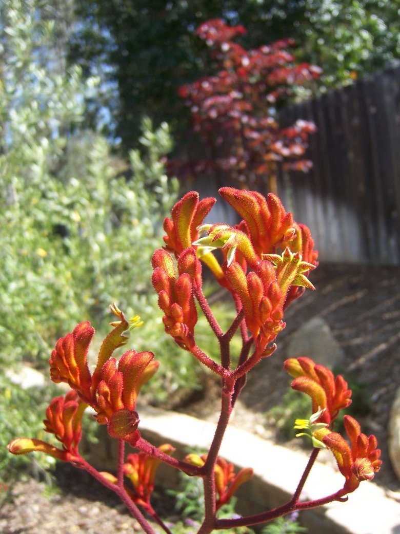 The 2 Minute Gardener: Photo - Orange Kangaroo Paw (Anigozanthos flavidus)