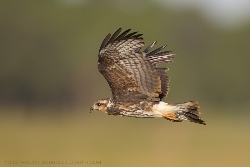 SWFloridabirder: Farewell Harns Marsh Preserve And SW Florida