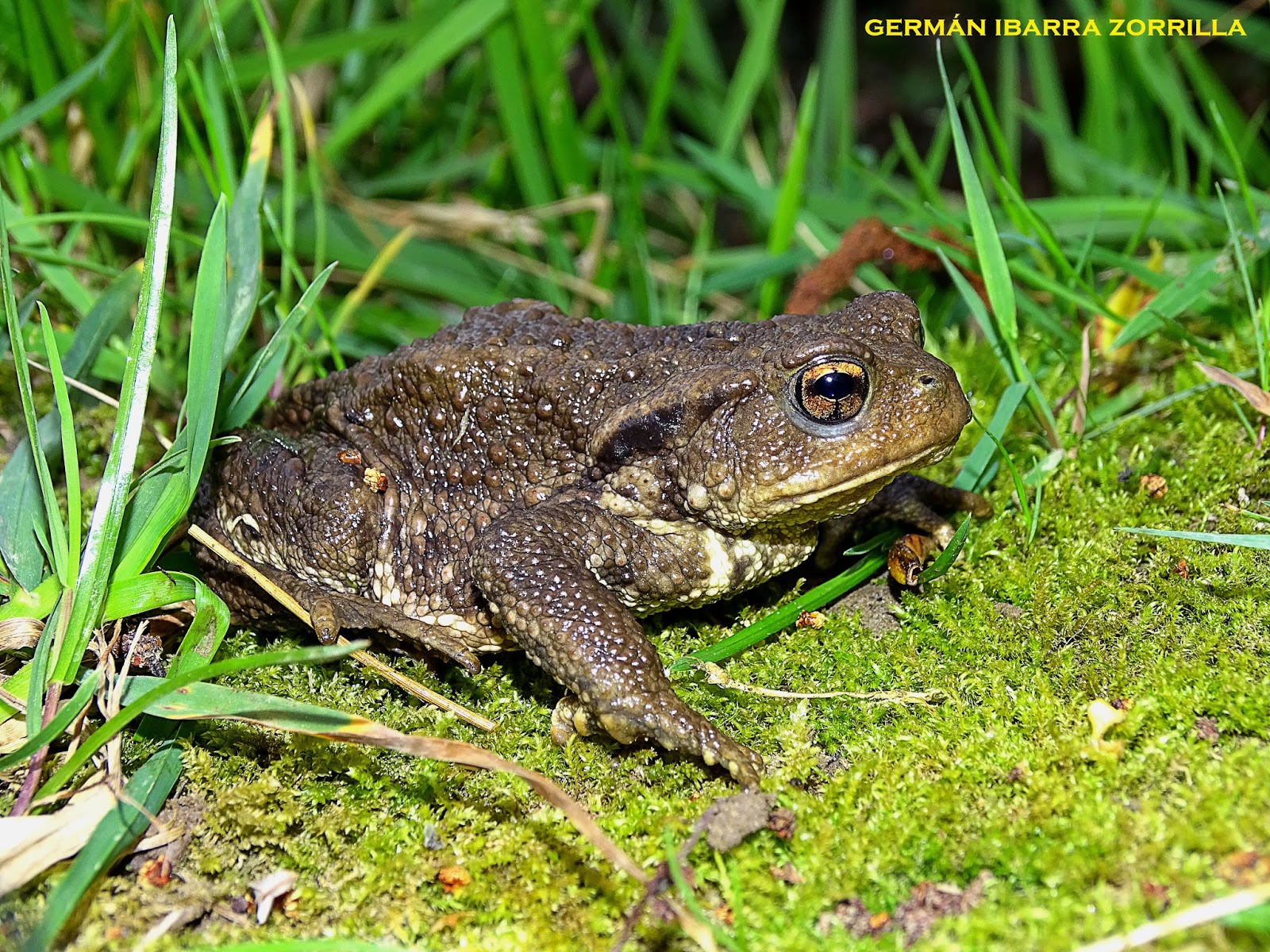 FAUNA COMPACTA el blog de Germán Ibarra Zorrilla: Sapo común (Bufo bufo)