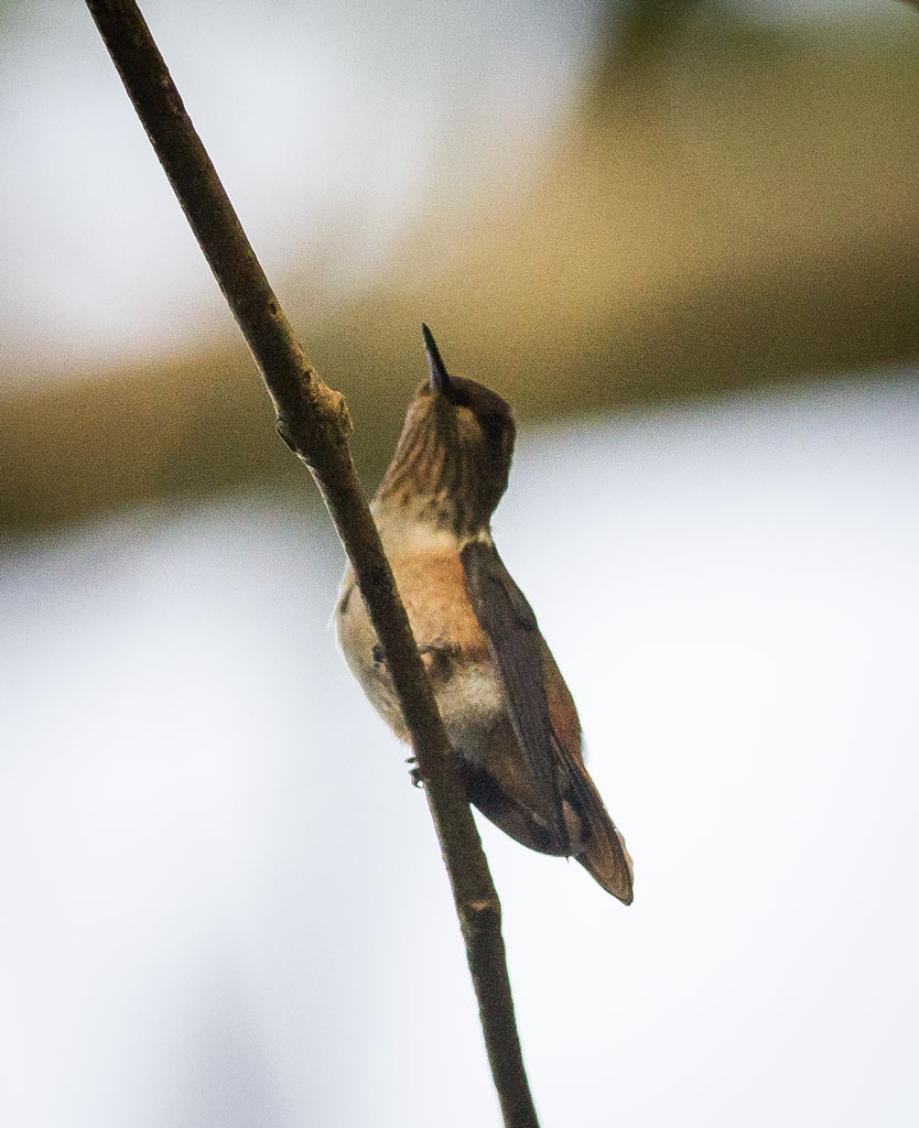 Selasphorus in Cerro Hoya, a report by Kees Groenendijk