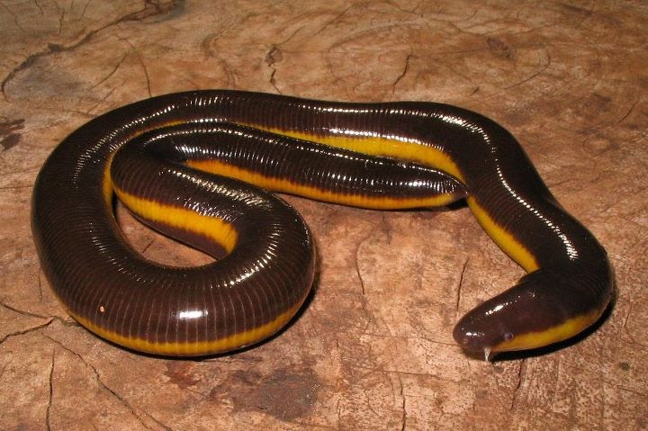 Species New to Science: [Herpetology • 2011] Ichthyophis davidi ...