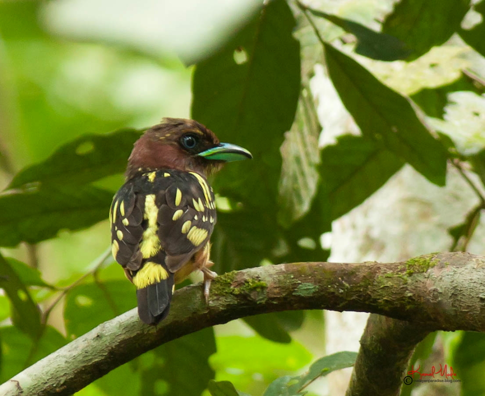 SOUTH EAST ASIA BIRDS - Malaysia birds paradise: Banded Broadbill ...