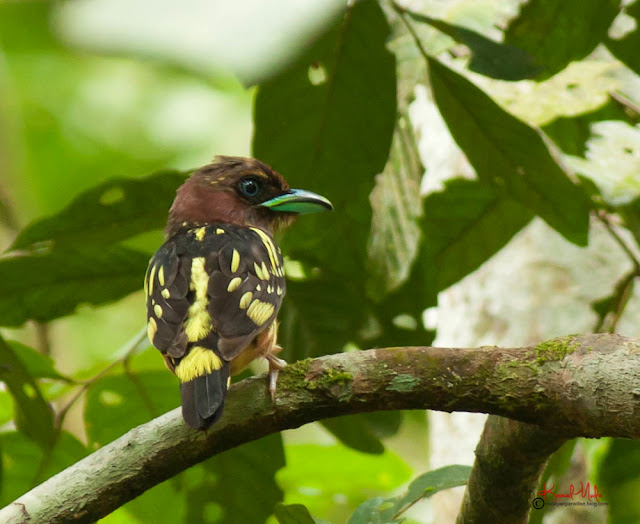SOUTH EAST ASIA BIRDS - Malaysia birds paradise: Banded Broadbill ...