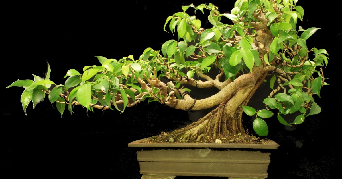 Janin bonsait: Fiikus