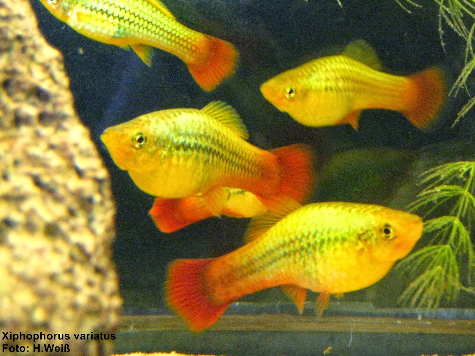 Aquarienverein Ludwigshafen am Rhein e.V.: Xiphophorus variatus