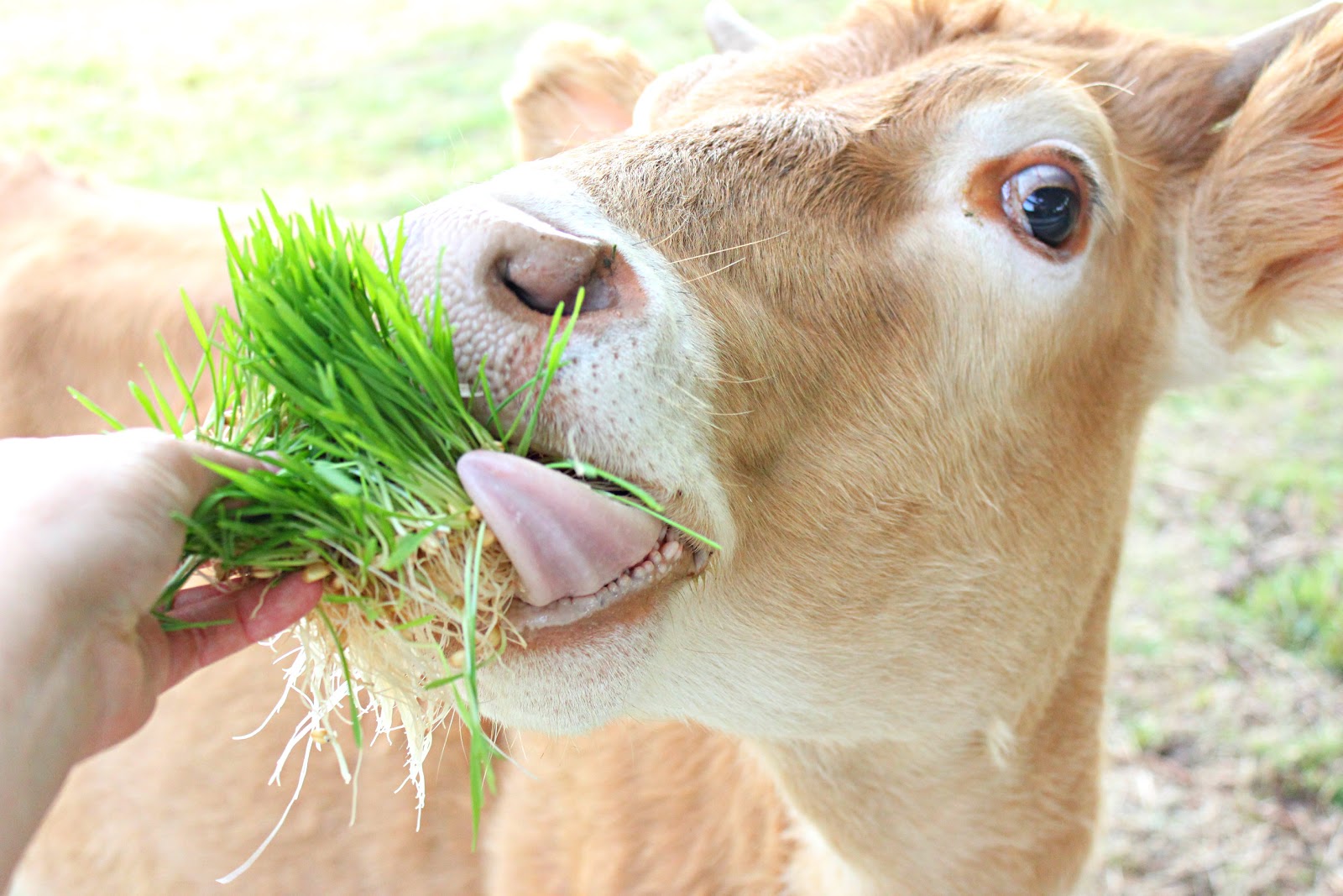 To Sing With Goats: Fodder Tutorial! AKA: How To Sprout Grain for ...