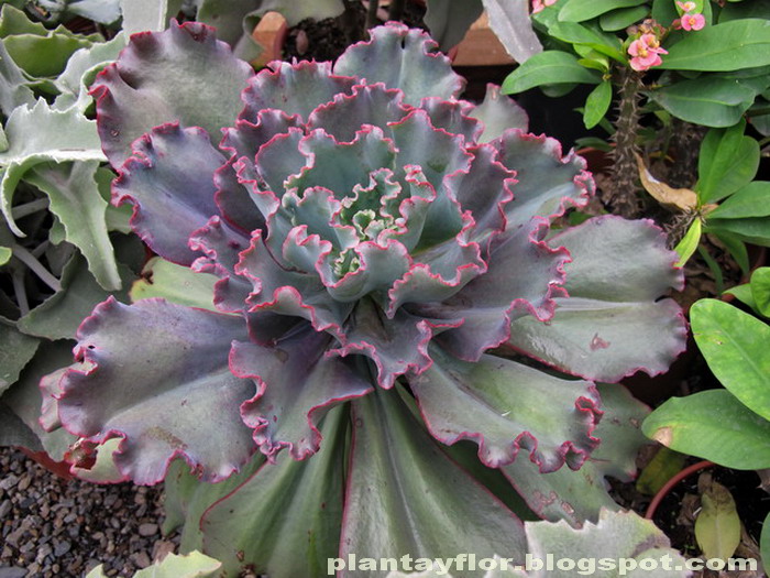 Plantas y flores: Echeverias