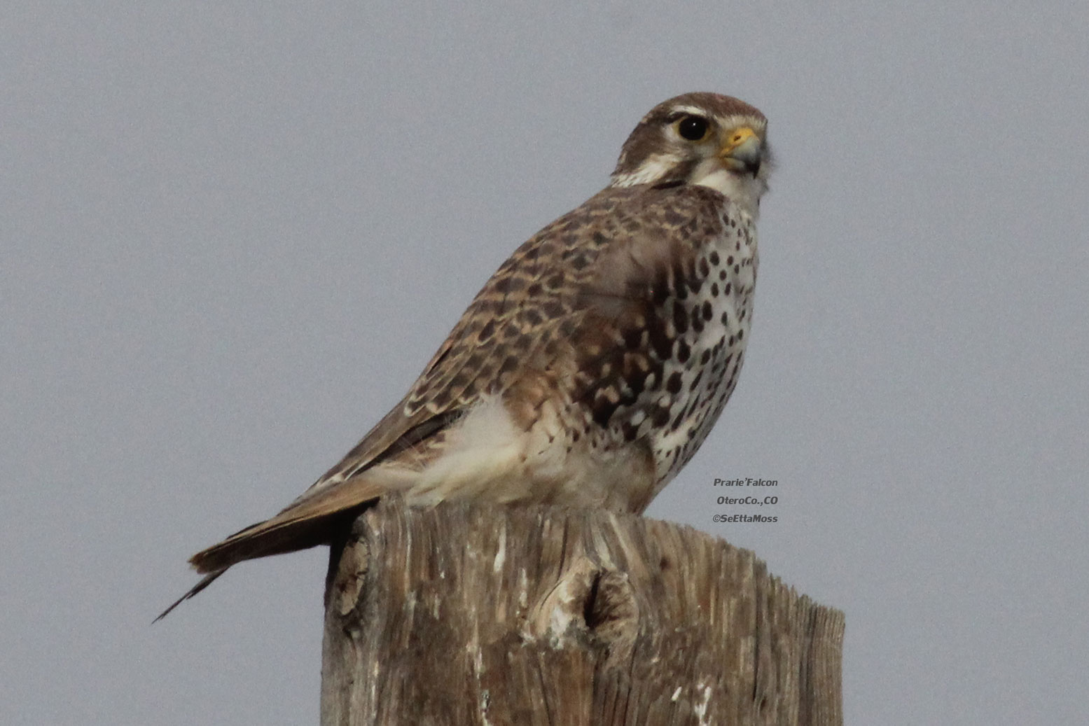 Handsome Prairie Falcon