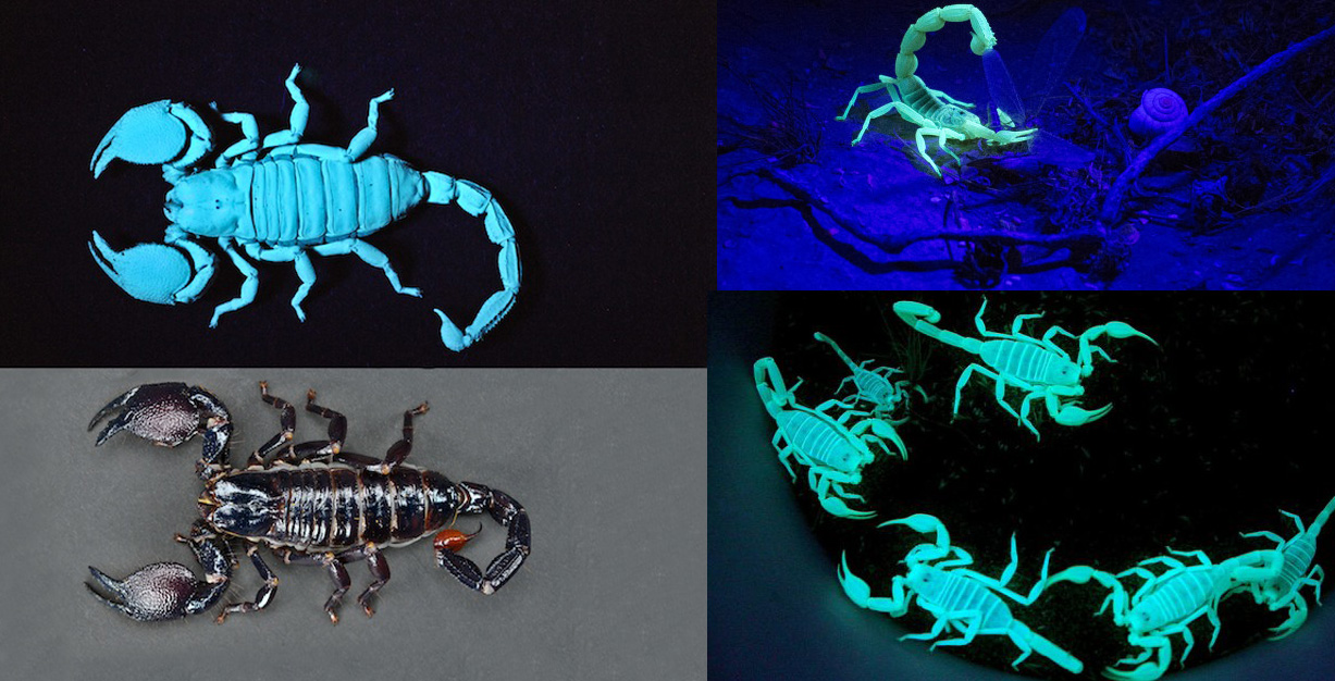 The Amazing Animal Kingdom: Scorpions: They Glow In The Dark!