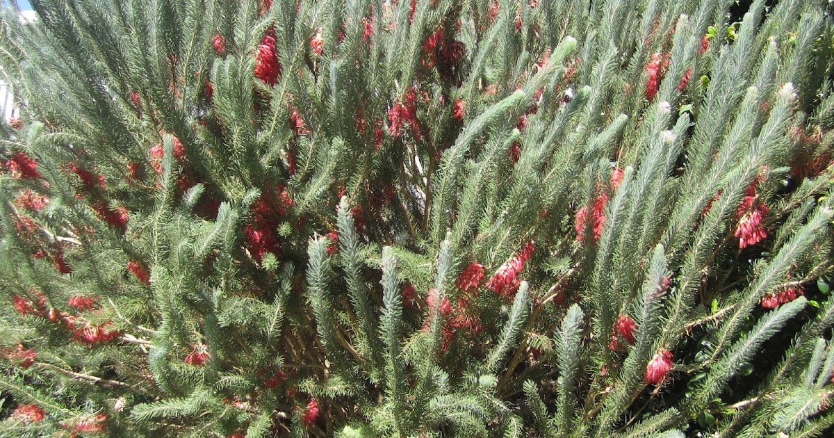 Toowoomba Field Naturalist: Calothamnus quadrifidus - article and ...