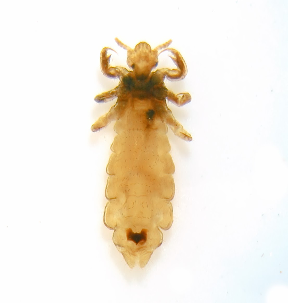 Insects in the City: A lousy problem