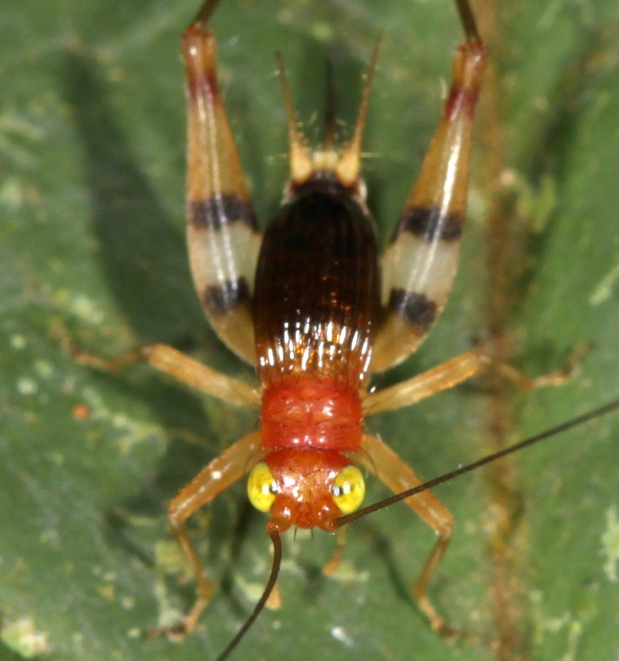 Species New to Science: [Entomology • 2020] A Taxonomic Study on the ...