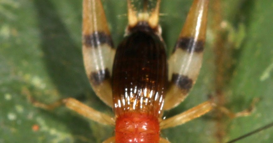 Species New to Science: [Entomology • 2020] A Taxonomic Study on the ...