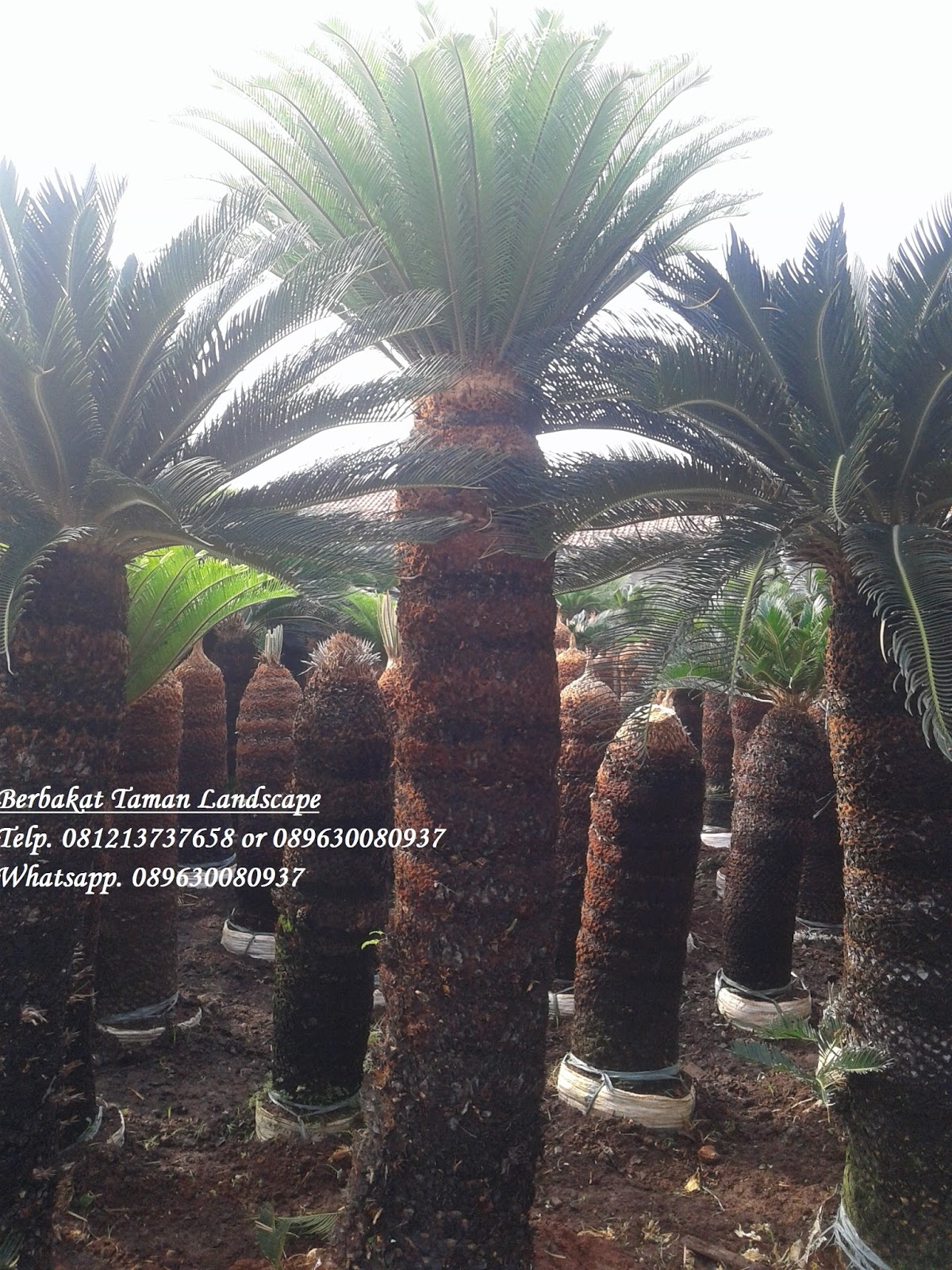 Pohon Sikas | Pakis Haji | Palem Sikas Tanaman Hias - Tukang Taman ...