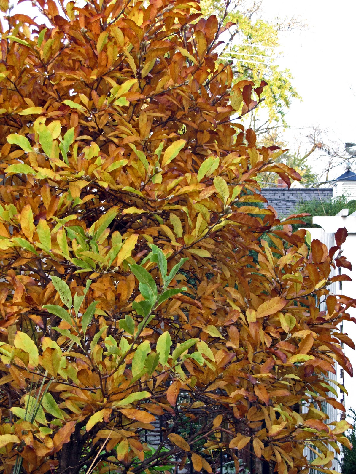 Gatsbys Gardens: Oct 24, 2012