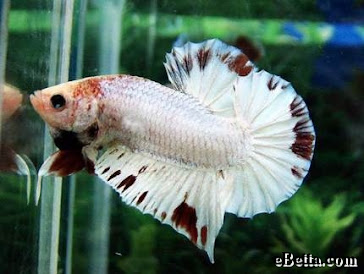 El Universo de los Bettas: Bienvenido al mundo de los bettas